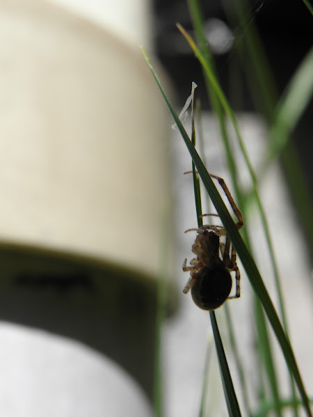 spider | Project Noah