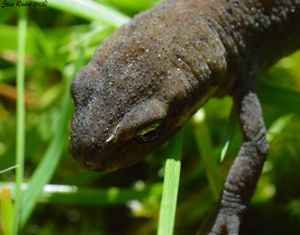 Smooth Newt | Project Noah