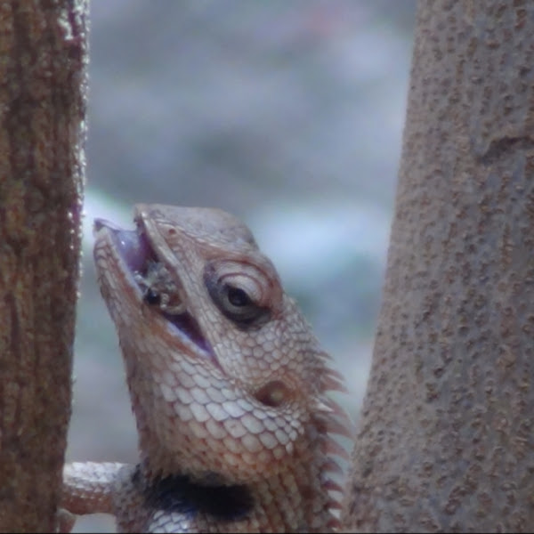 Oriental Garden Lizard | Project Noah