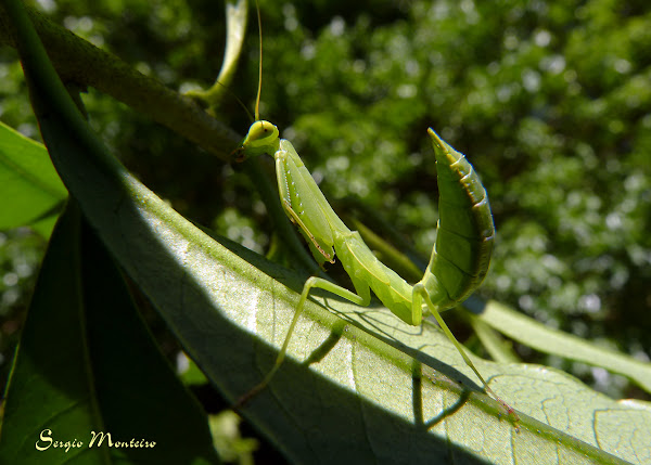 Louva-Deus (Praying Mantis) | Project Noah