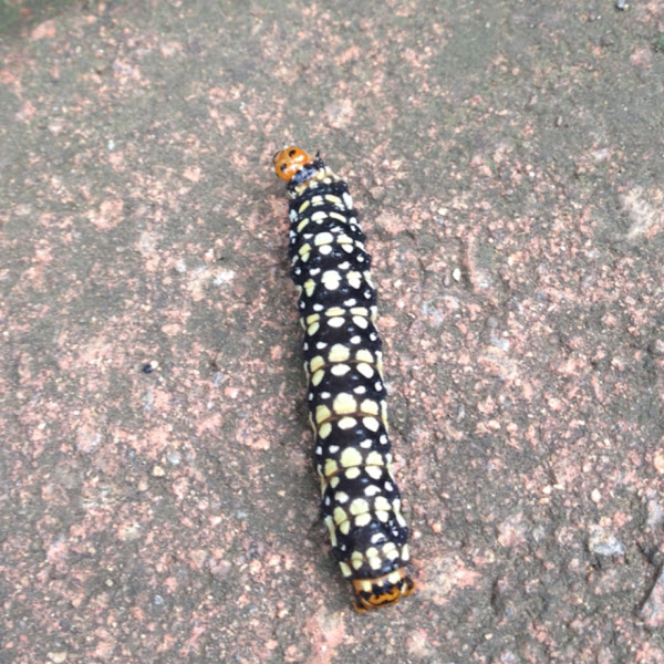 Lily Borer | Project Noah