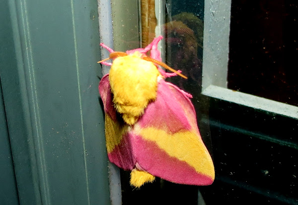 Rosy Maple Moth | Project Noah