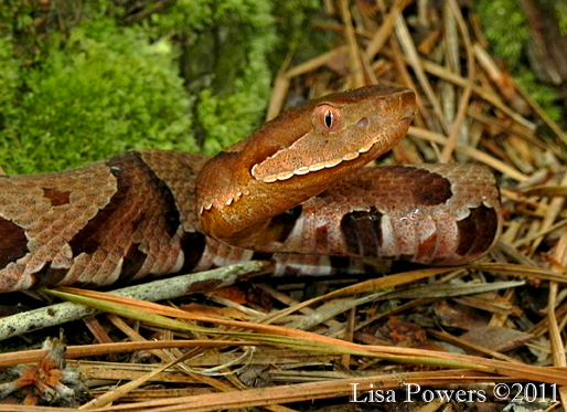 Copperhead | Project Noah