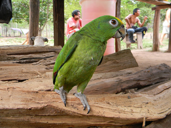 loro real amazónico / Yellow-crowned Amazon | Project Noah