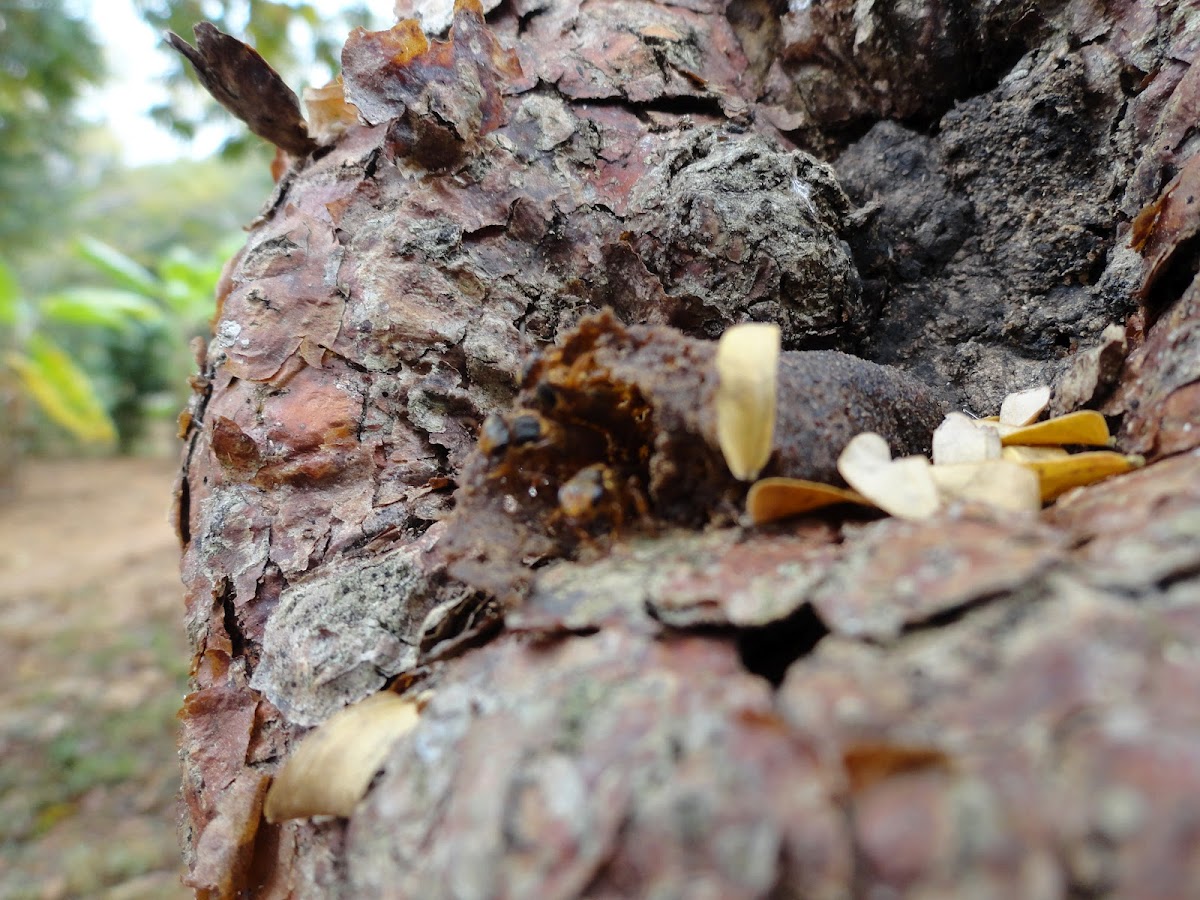 Abeja Melipona (Melipona Bee) | Project Noah