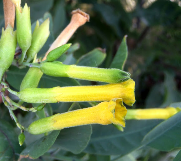Gandul, Palán-palán, tree tobacco | Project Noah