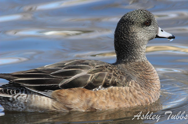 American Wigeon (Female) | Project Noah
