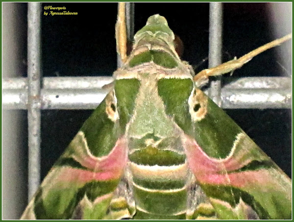 Oleander Hawk Moth (Female) | Project Noah
