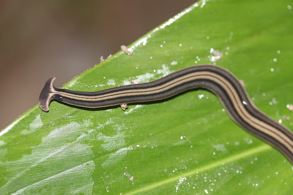 Hammerhead Worm | Project Noah