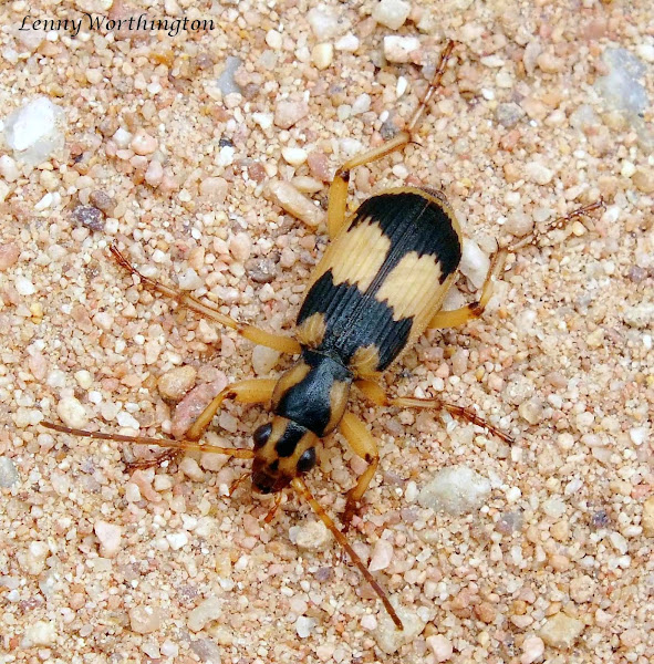 Ground Beetle | Project Noah