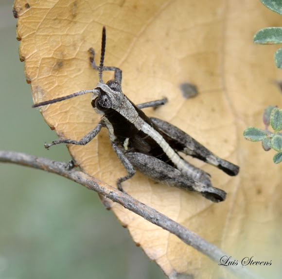 Grasshopper | Project Noah