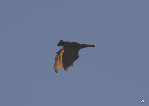 Little Red Flying Fox Bat | Project Noah