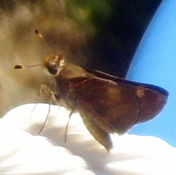 Sachem Skipper | Project Noah