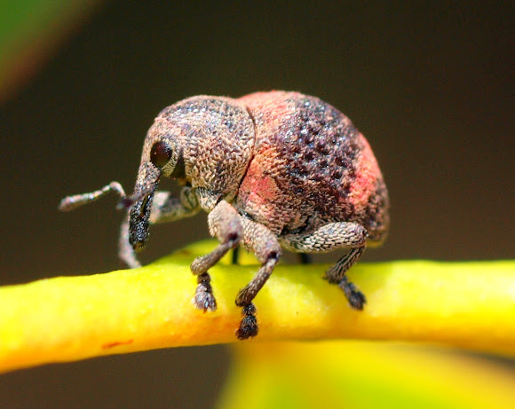 Small Weevil | Project Noah