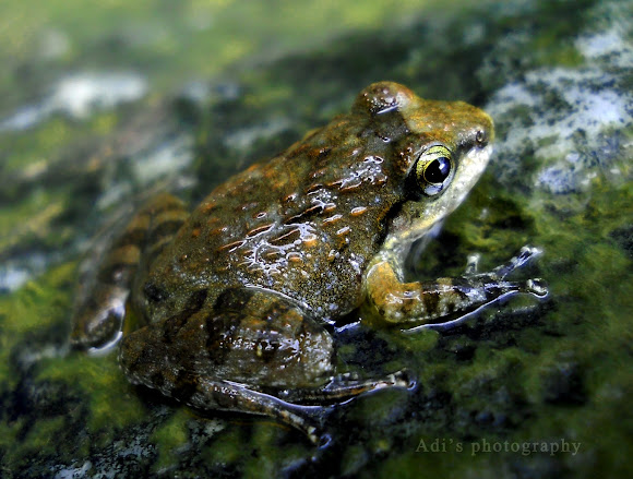 Indian Bullfrog | Project Noah