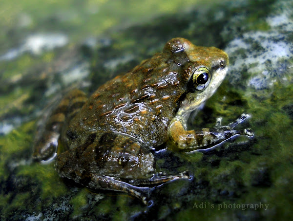 Indian Bullfrog | Project Noah