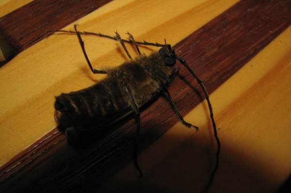 Huhu Beetle | Project Noah