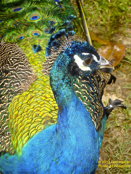 Indian peafowl | Project Noah