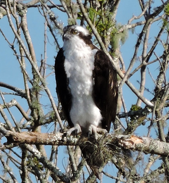 osprey | Project Noah