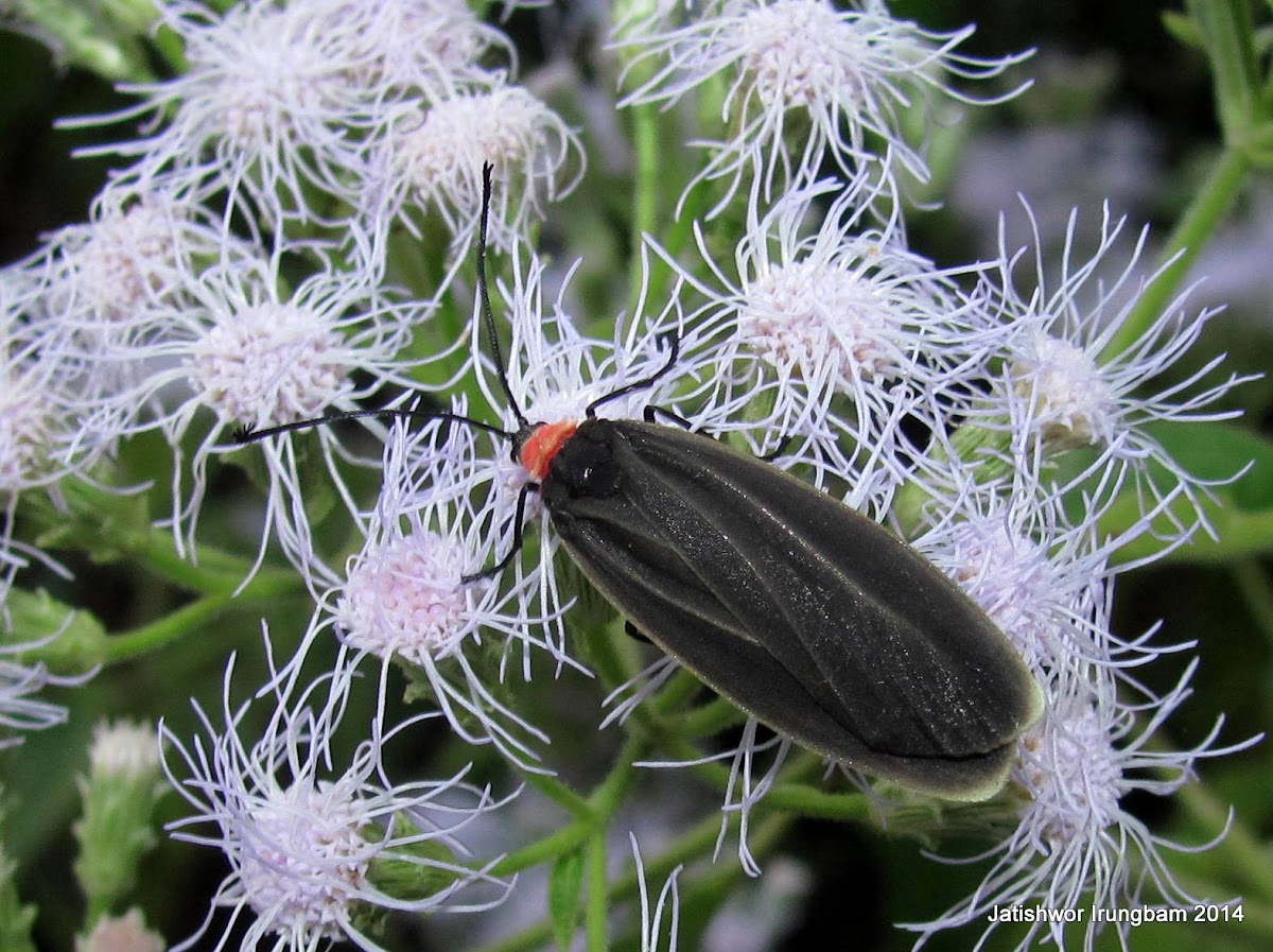 Zygaenidae | Project Noah