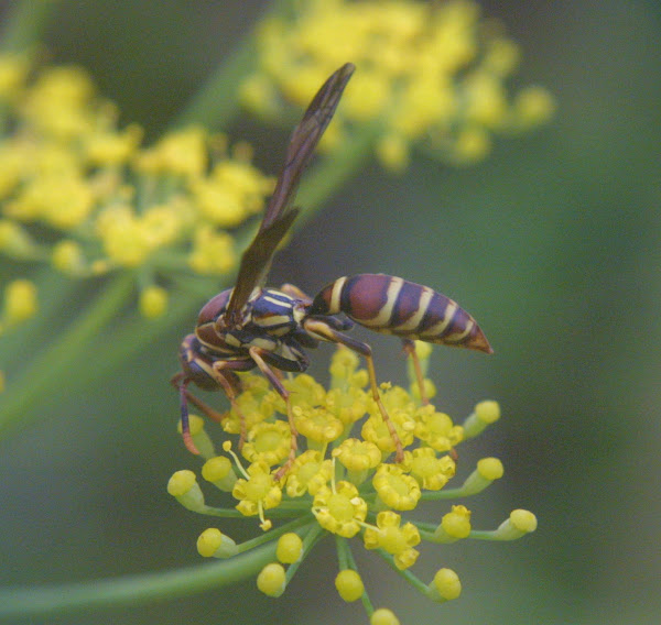 Common Paper Wasp | Project Noah