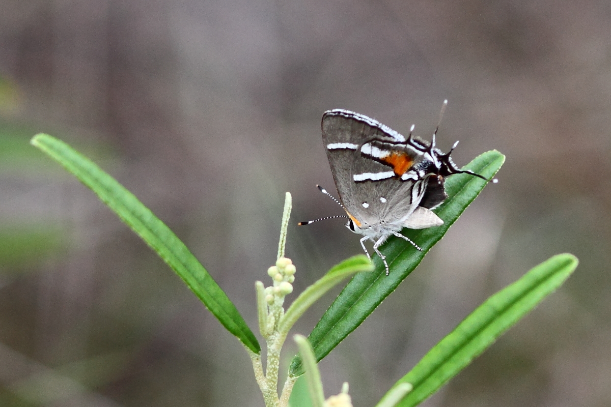 Bartram's Scrub Hairstreak | Project Noah
