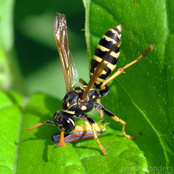 European Paper Wasp - with prey | Project Noah