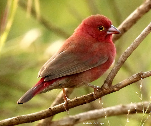Red-billed firefinch | Project Noah
