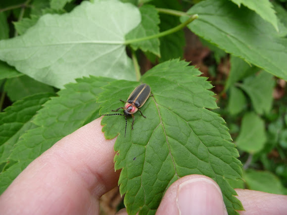 Eastern firefly | Project Noah