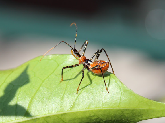Common Assassin Bug (third or fourth instar) | Project Noah
