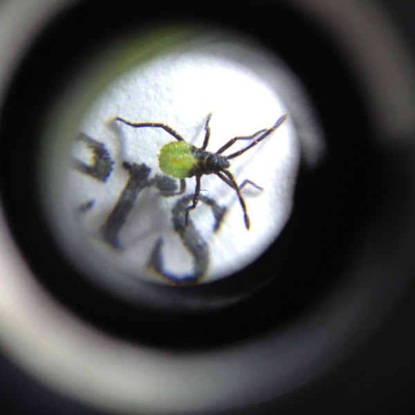 Squash bug nymph? | Project Noah