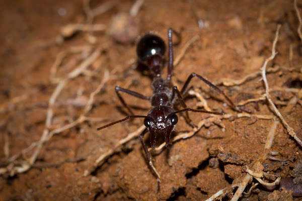 Inchman Ant | Project Noah