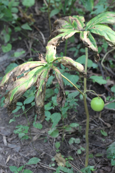 Mayapple fruit | Project Noah