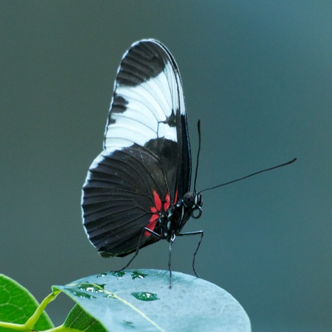 Sapho Longwing | Project Noah