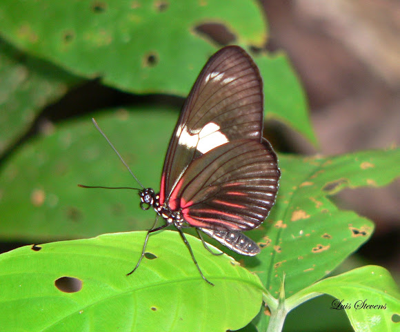 Doris Longwing | Project Noah