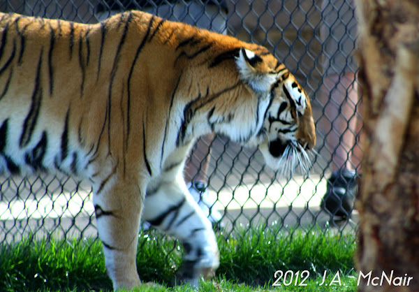 Siberian Tiger | Project Noah