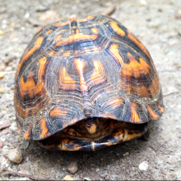 Eastern box turtle | Project Noah