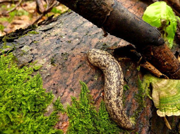 Spotted Garden Slug | Project Noah