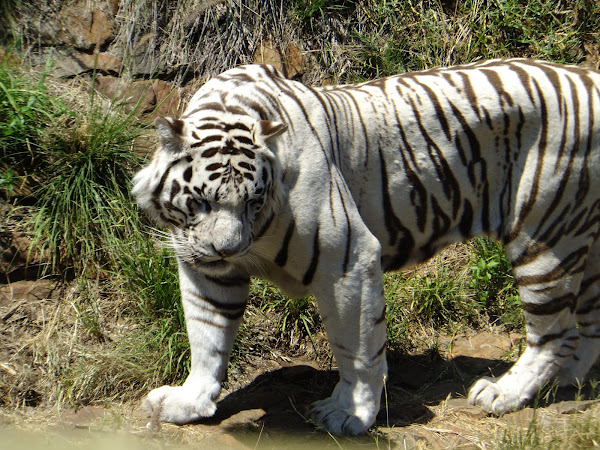 Bengal tigers | Project Noah