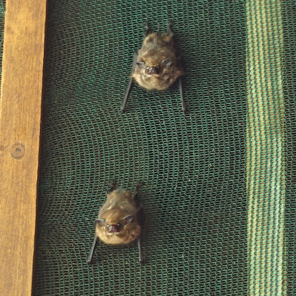 Lesser Sac-winged Bat or Lesser White-lined Bat | Project Noah