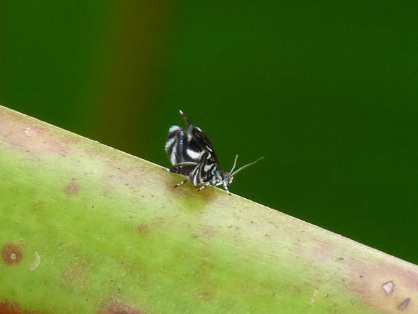 Metalmark Moth | Project Noah