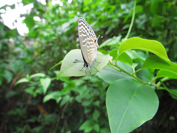 Metallic Cerulean | Project Noah