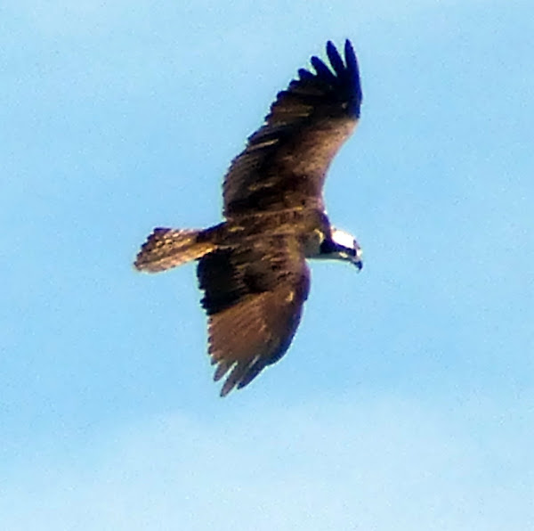 Osprey | Project Noah