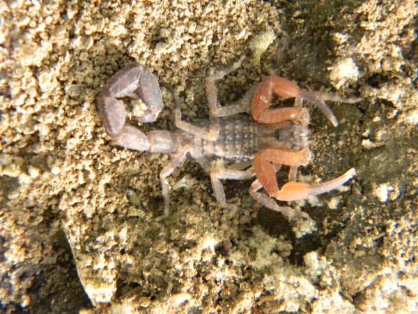 Alacran - Escorpión - Brazilian devil scorpion | Project Noah