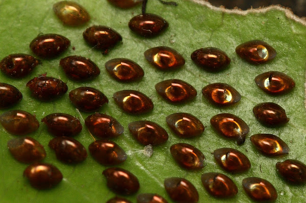 Leaf-footed bug eggs | Project Noah