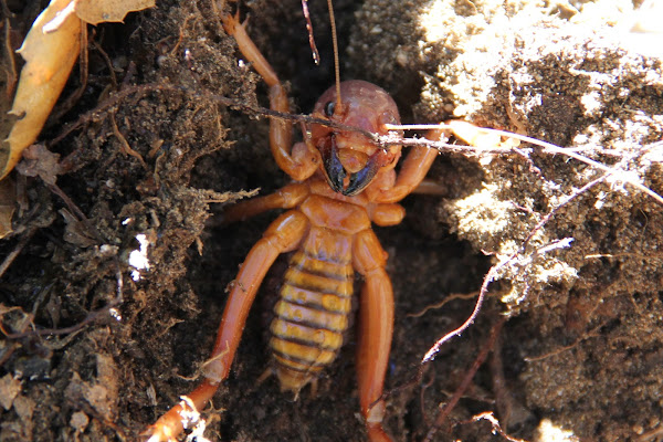 Jerusalem Cricket | Project Noah