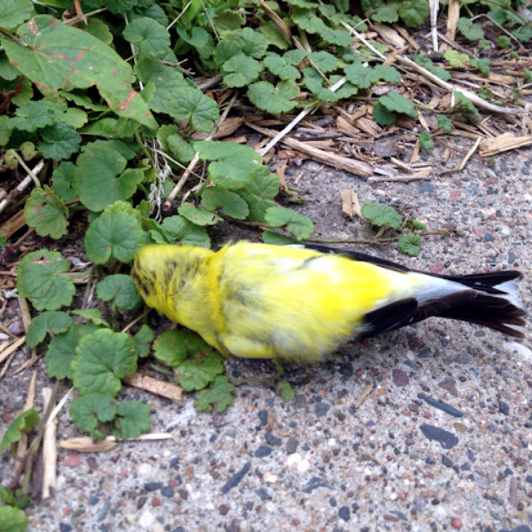 American goldfinch (male; dead) | Project Noah