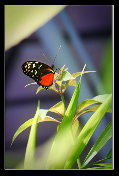 Tiger Longwing | Project Noah