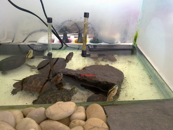 Turtle Army (Asian Leaf Turtle, SE Box Turtle, & RES) | Project Noah