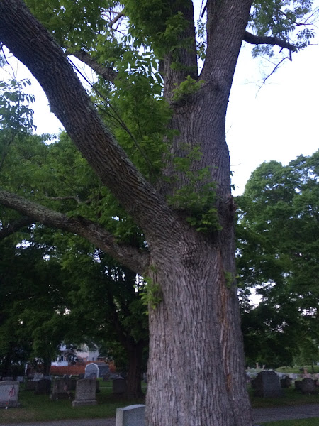 White Ash | Project Noah